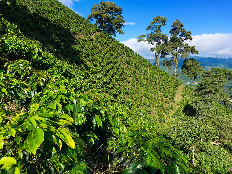 rainforest alliance coffee - Bristol Twenty Tea and Coffee Co.